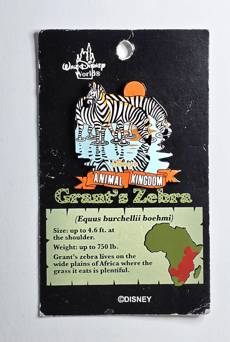 Disney's Animal Kingdom - Zebra – Canada's Disney Connection